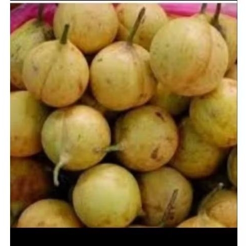 Jual Buah pala muda segar isi 1 kg | Shopee Indonesia