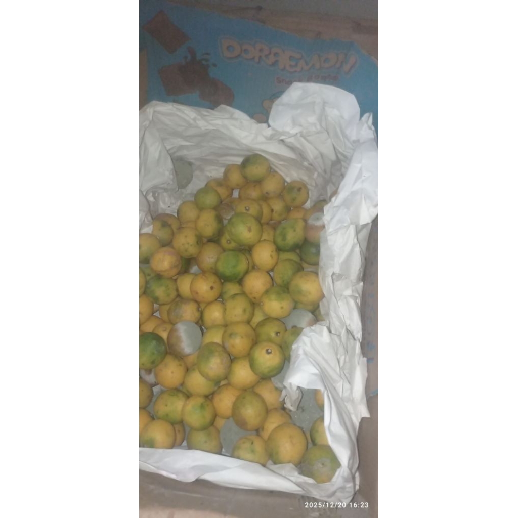 Jual lemon kalifornia kuning sisa soltir | Shopee Indonesia