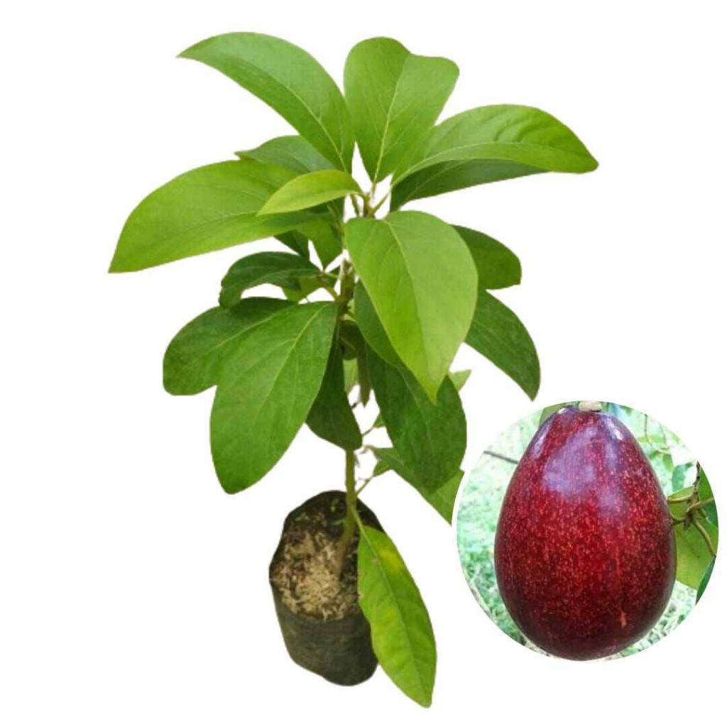 Jual Alpukat Merah Red Vietnam | Shopee Indonesia