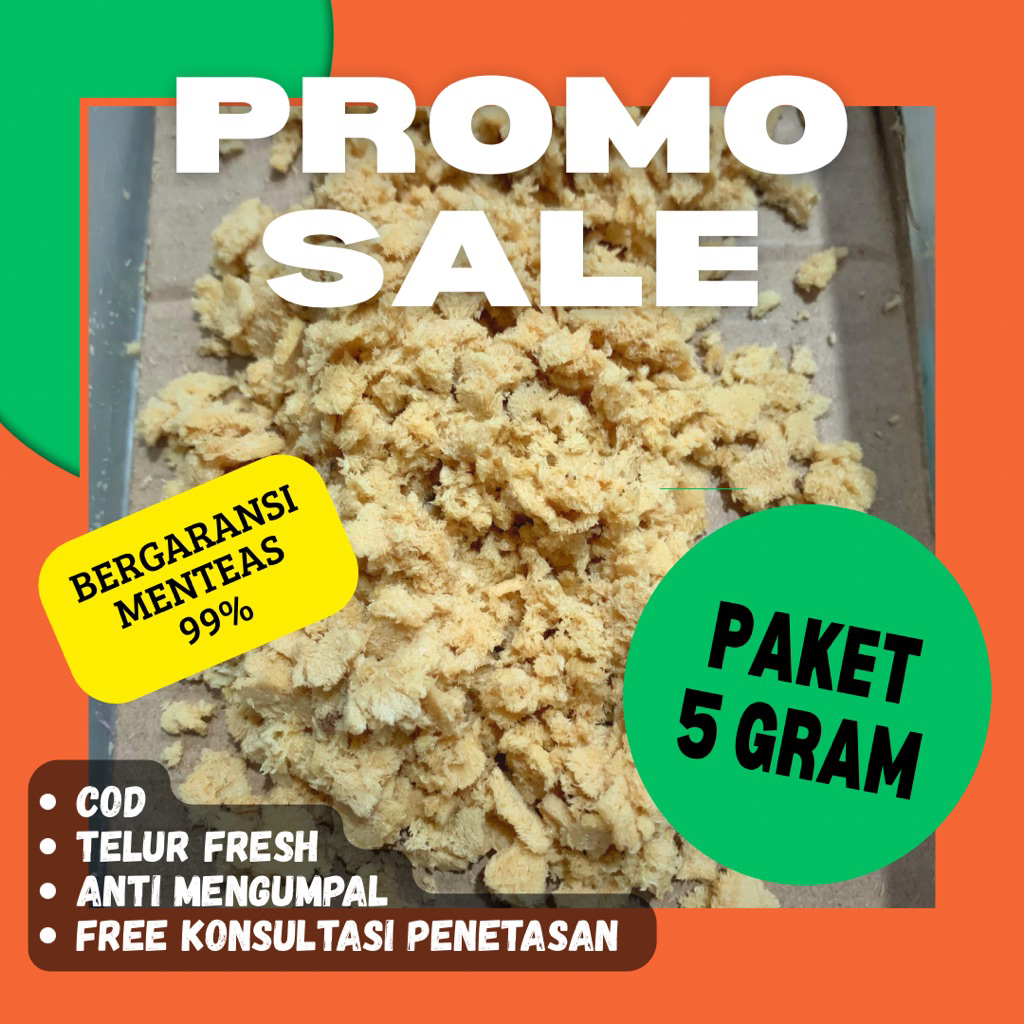 Jual Telur Maggot Bsf Terlengkap & Harga Terbaru Juni 2026 | Shopee ...