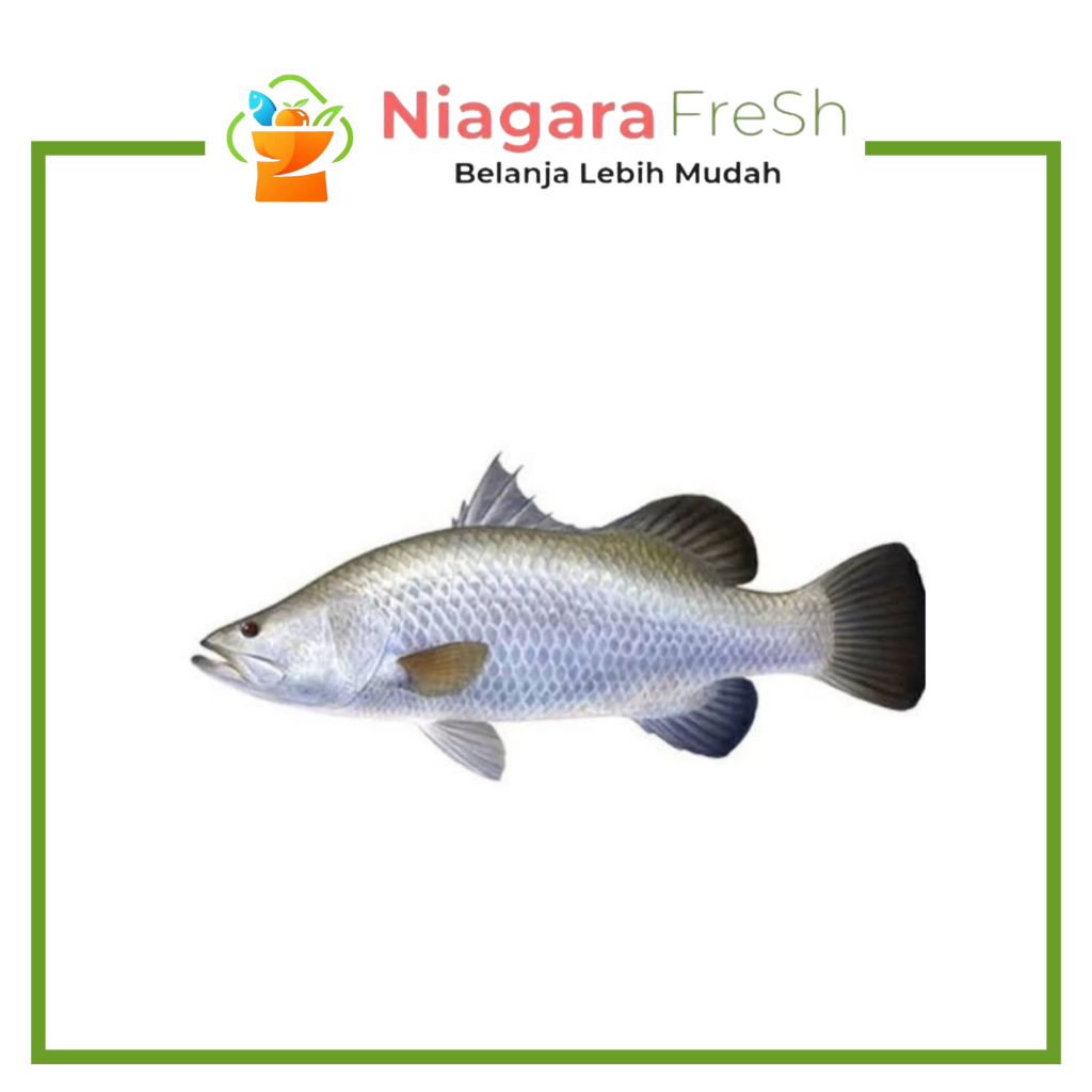 Jual Ikan Kakap Putih Segar / Cukil - Premium Quality | Shopee Indonesia