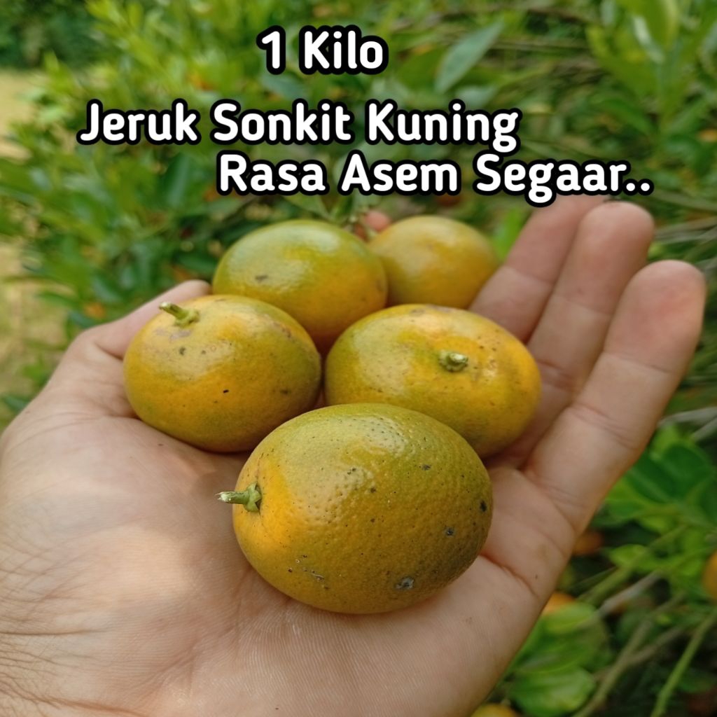 Jual 2Kg JERUK PERAS SONKIT KASTURI JERUK KUNCI CUI | Shopee Indonesia