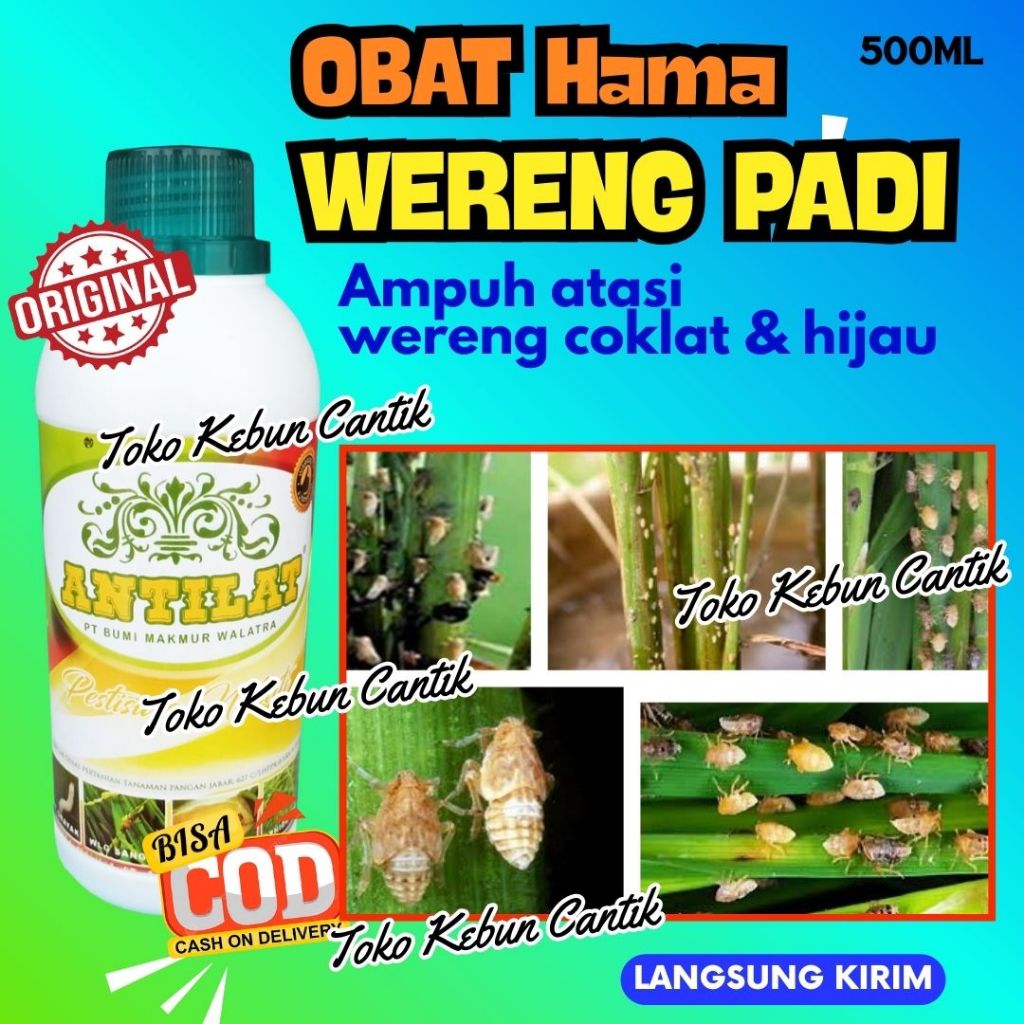 Jual Wereng Kebal Racun Kimia? Obat Wereng Padi ANTILAT 500ML Solusi ...