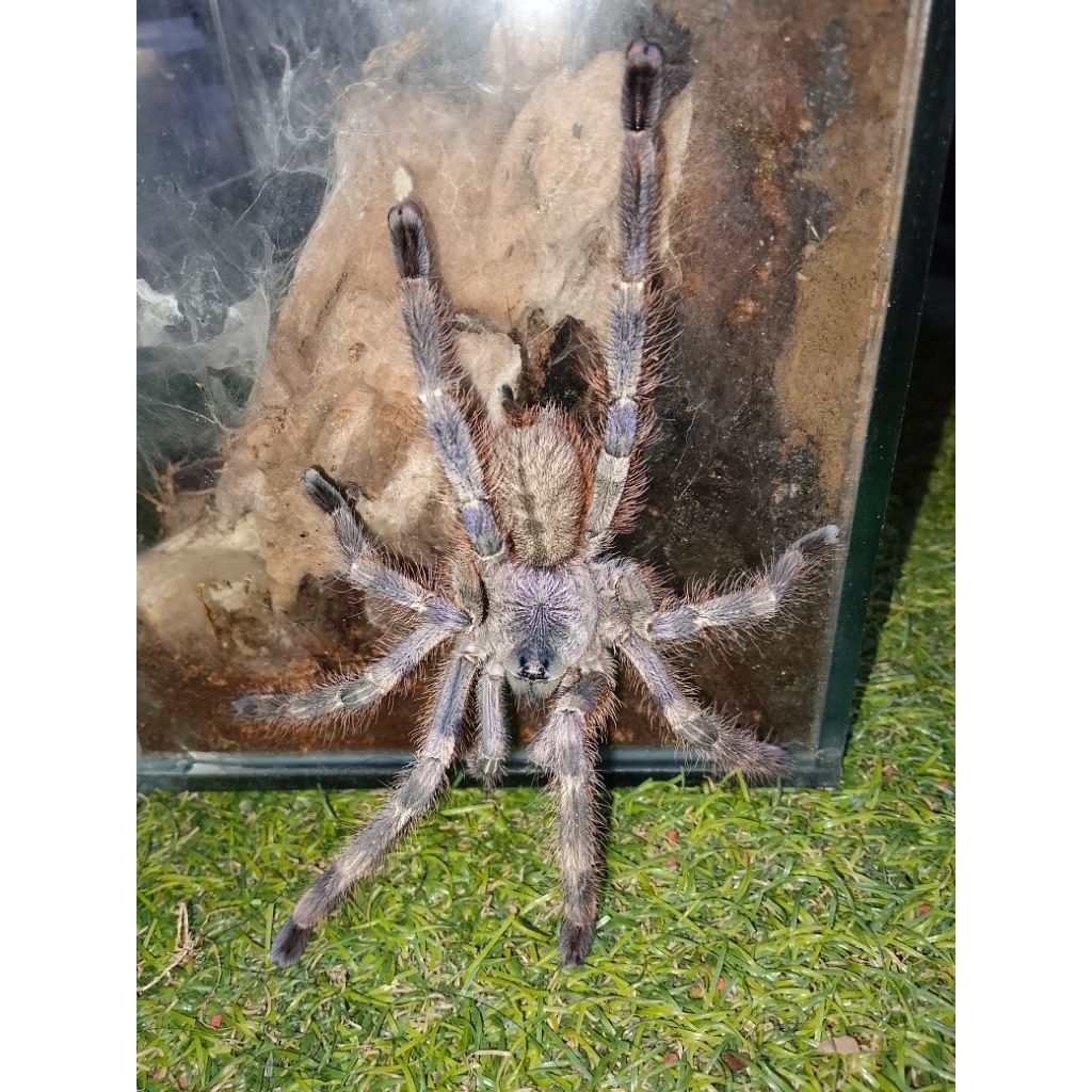 Jual DISPLAY tarantula POECILOTHERIA FORMOSA ( MM ) --MICRORAV ...