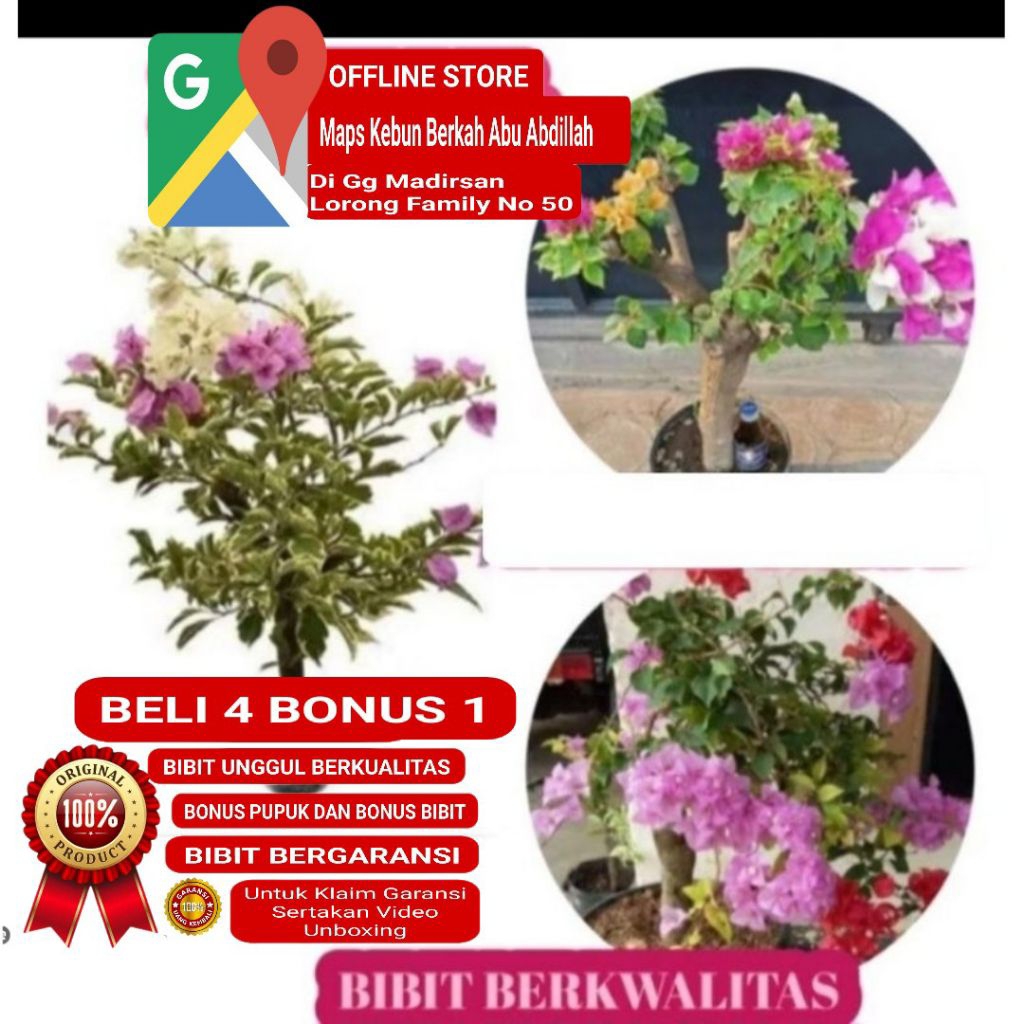 Jual Bibit Bunga Kertas Bougenville 3 Warna | Shopee Indonesia