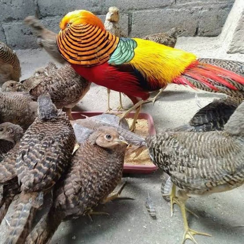 Jual Ayam Golden Pheasant Terlengkap & Harga Terbaru Mei 2026 | Shopee ...
