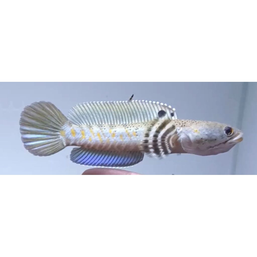 Jual blue pulcra singgel tank 15-18cm berkualitas dan bergaransi 100% ...