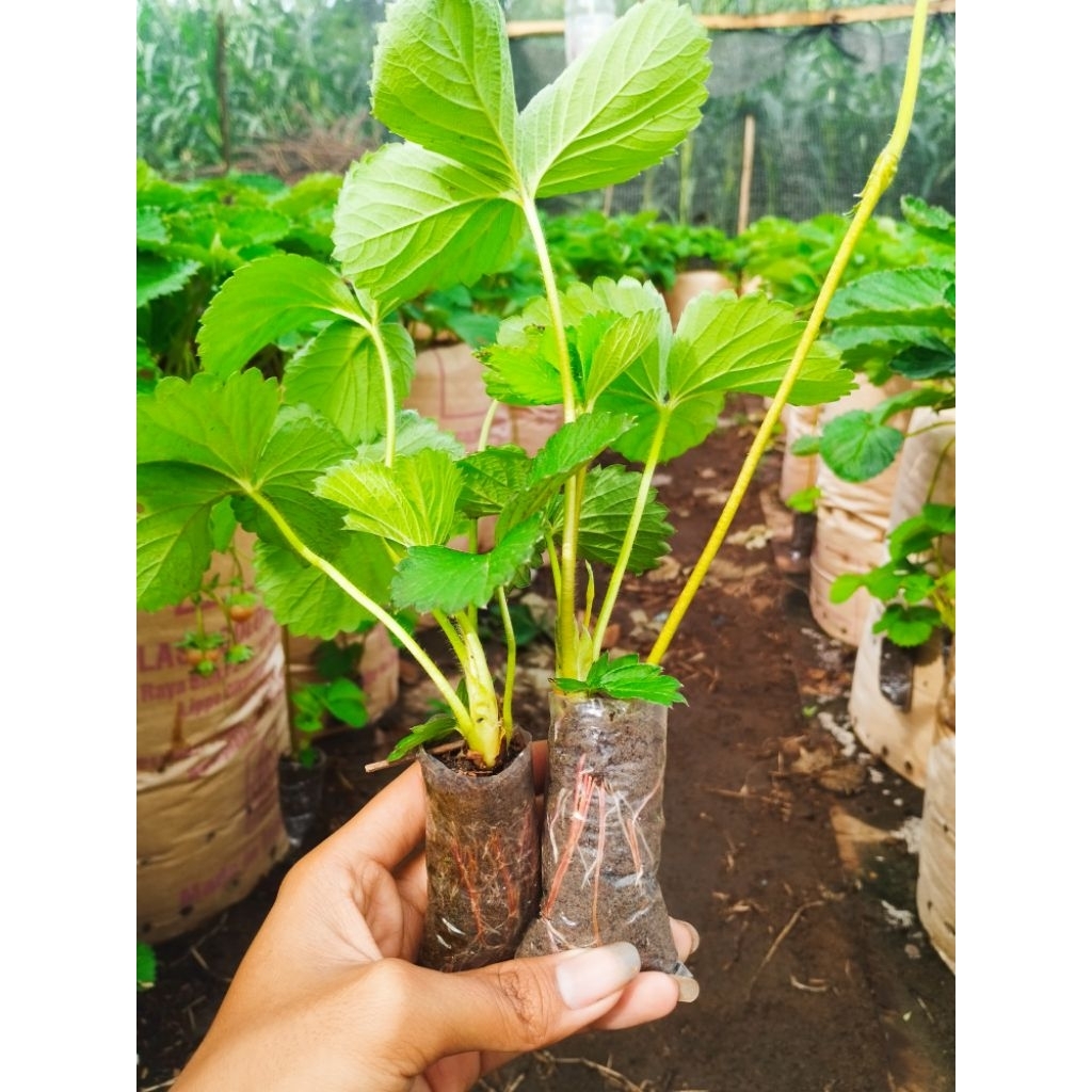 Jual Paket Bibit Strawberry Mencir 10 pcs - Ukuran Dewasa,Asli dataran ...