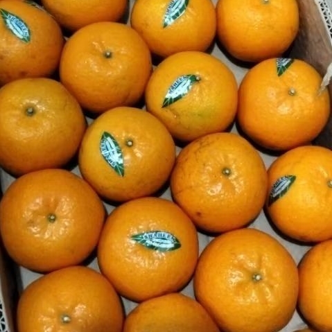 Jual Jeruk Kino Mandarin berat 1 kg | Shopee Indonesia