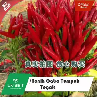 Jual Bibit Cabe Terlengkap & Harga Terbaru Maret 2026 | Shopee Indonesia