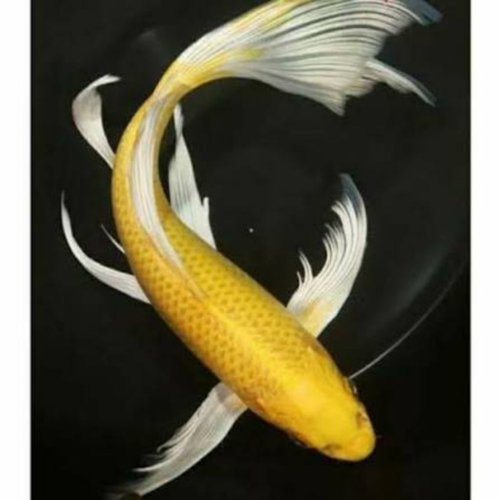 Jual Ikan Koi Slayer Terlengkap & Harga Terbaru Mei 2026 | Shopee Indonesia