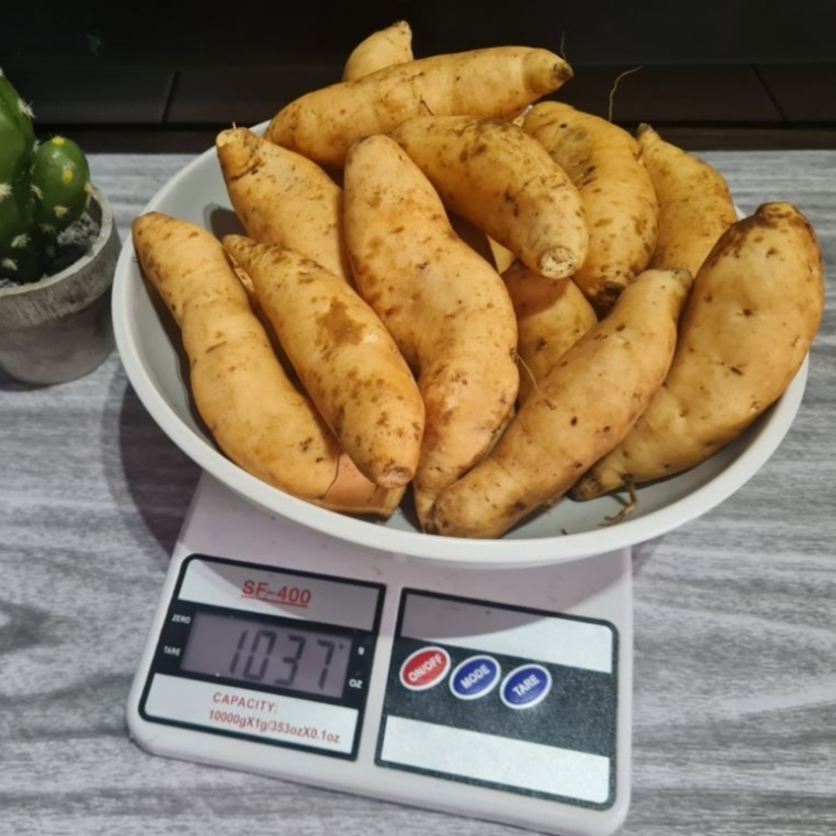 Jual Ubi Madu Cilembu Terlengkap & Harga Terbaru Juni 2026 | Shopee ...