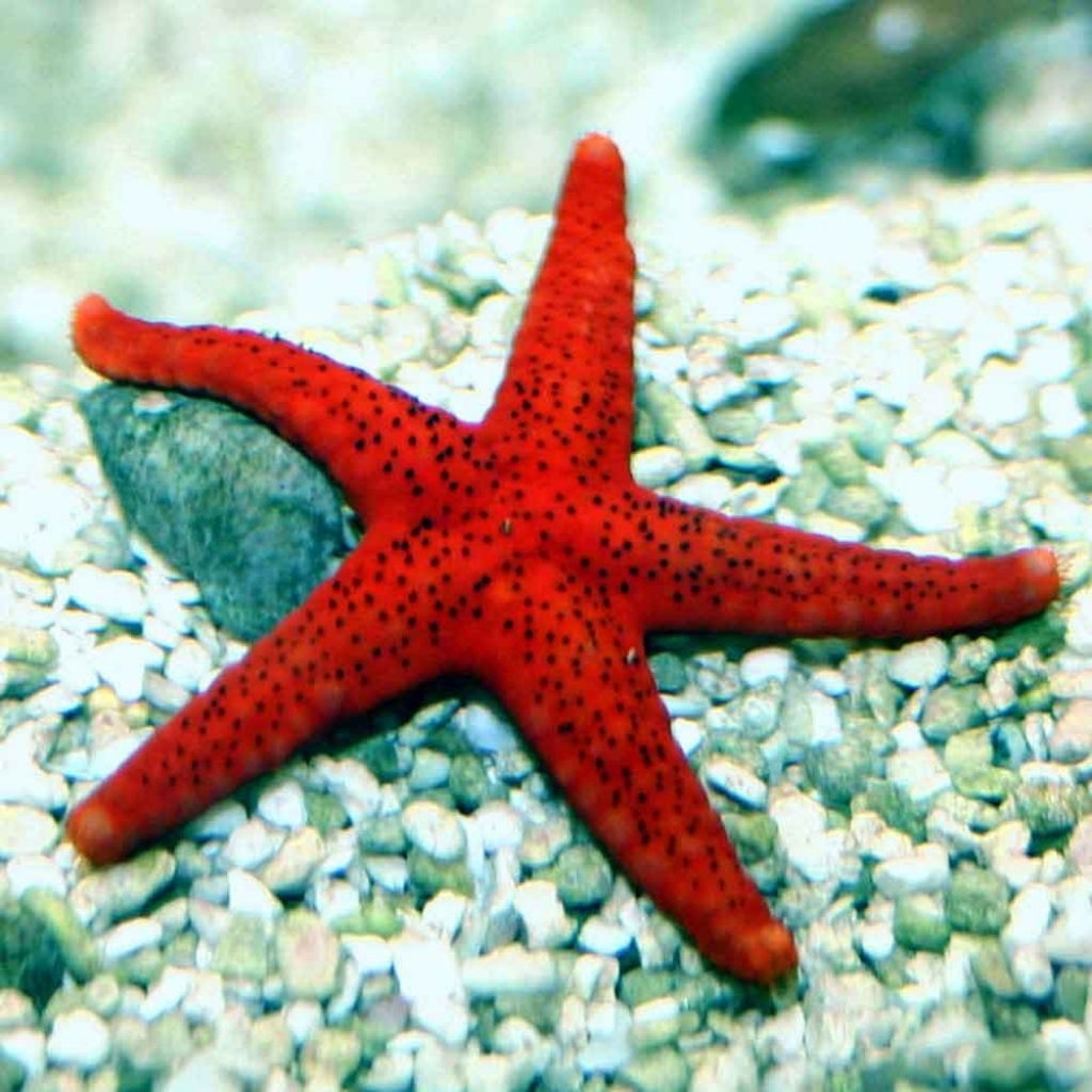 Jual bintang laut merah air laut cleaning crew invert pemakan lumut dan ...