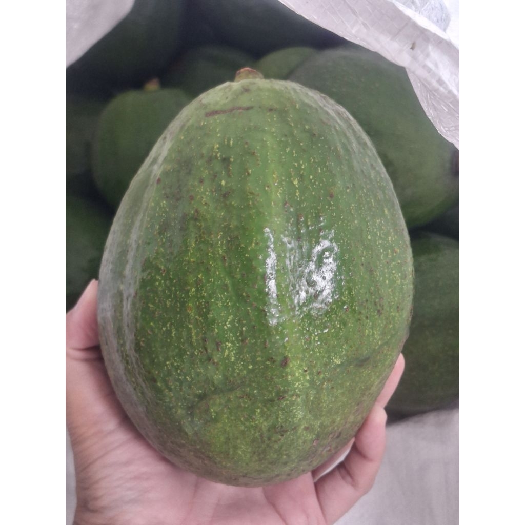 Jual Alpukat Markus 1 kg Malang Kota | Shopee Indonesia
