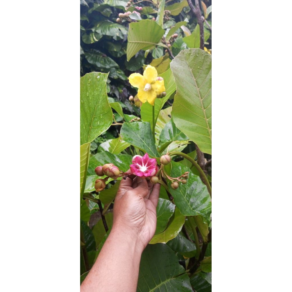 Jual tanaman simpur (Dillenia suffruticosa). | Shopee Indonesia