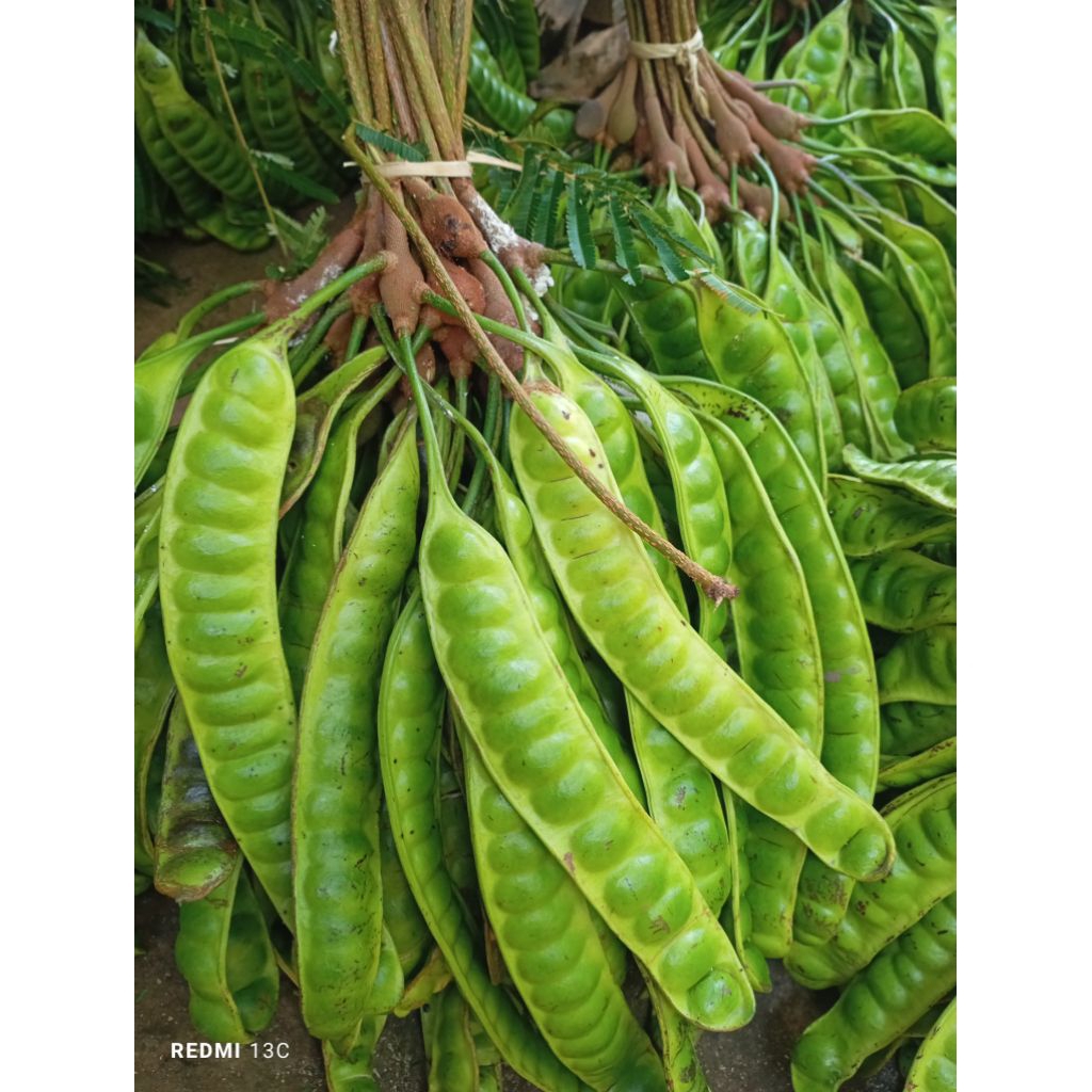 Jual Pete, Petai Super tua ukuran SEDANG isi 10 papan | Shopee Indonesia