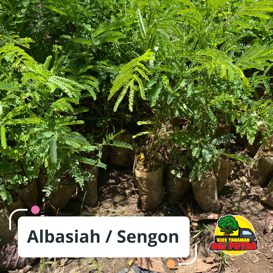 Jual Bibit kayu albasiah atau sengon | Shopee Indonesia