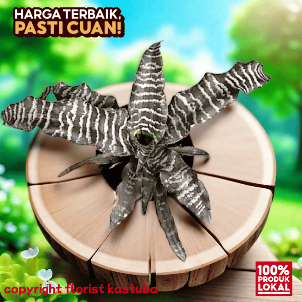 Jual tanaman hias cryptanthus zonatus zebra black and white | Shopee ...