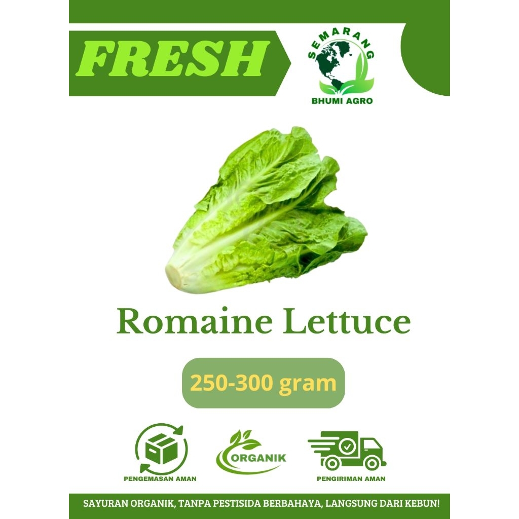 Jual Romaine Lettuce / Selada Romen Organik & Fresh (Harga Per Pcs ...