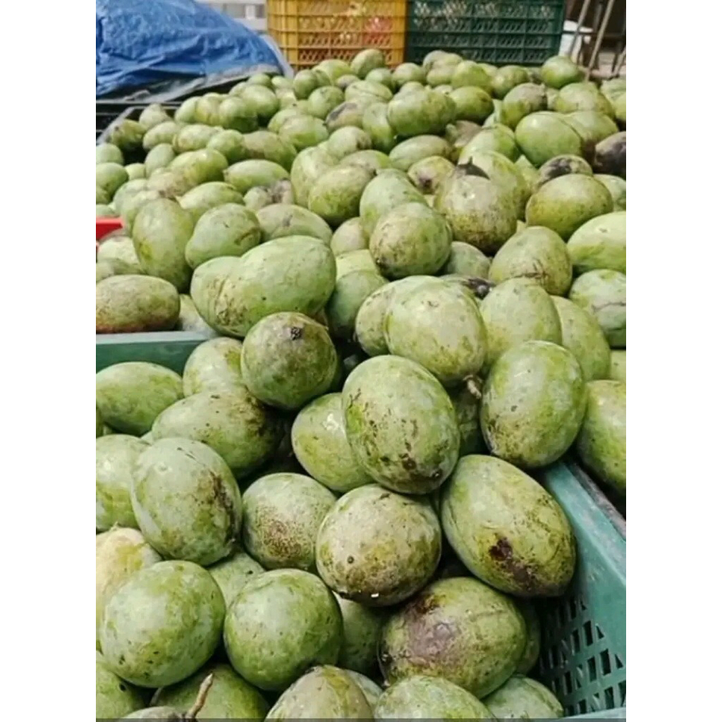 Jual mangga manalagi muda rujakan 1kg | Shopee Indonesia