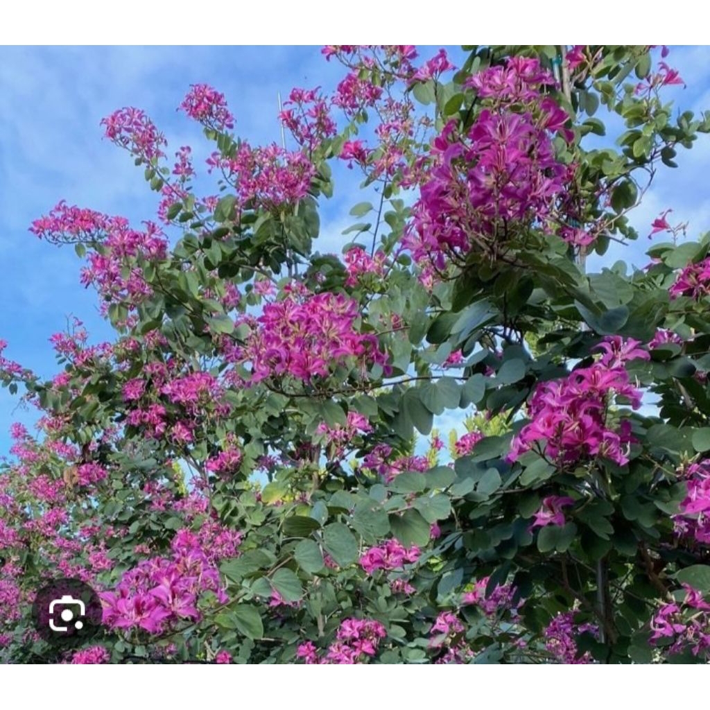 Jual Pohon hias bauhinia purpurea atau kupu kupu bunga ungu tinggi ...
