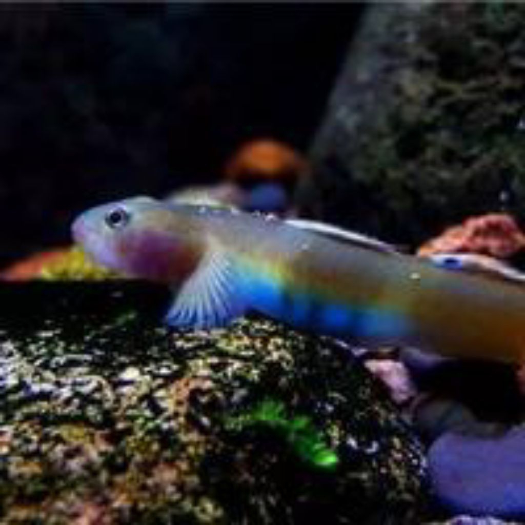 Jual Goby/gobi Read lipstick ikan alam hiasan aQuascape | Shopee Indonesia
