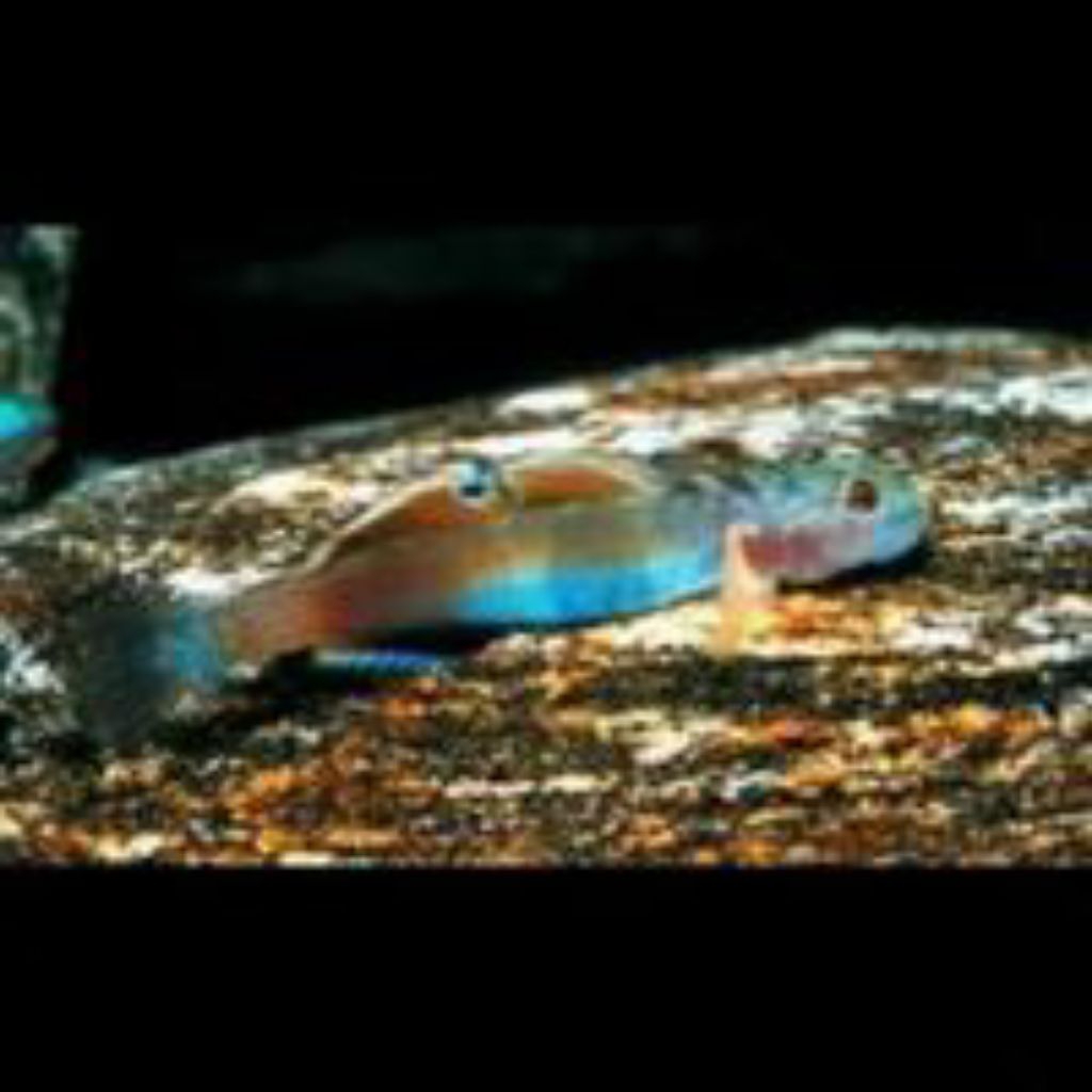 Jual Goby/gobi Read lipstick ikan alam hiasan aQuascape | Shopee Indonesia