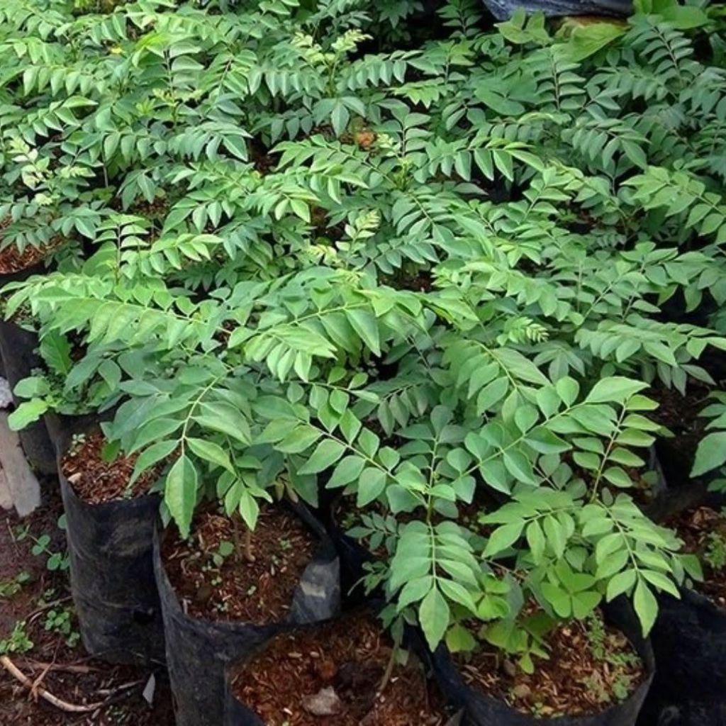 Jual PENGIRIMAN HANYA PULAU JAWA | Bibit SALAM KOJA / Daun Kari / POHON ...