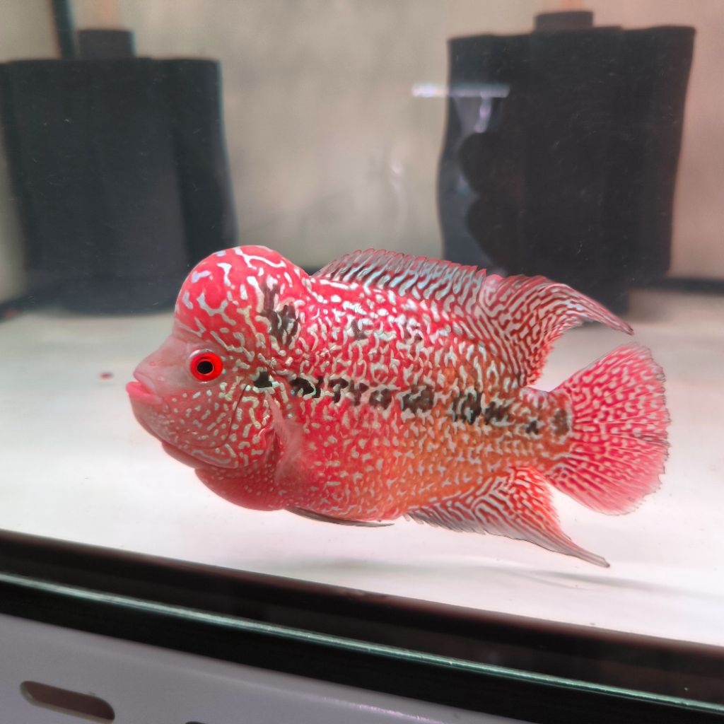 Jual Ikan Hias Louhan Lohan SRD Grade Super Merah Jos Kepala Jenong ...