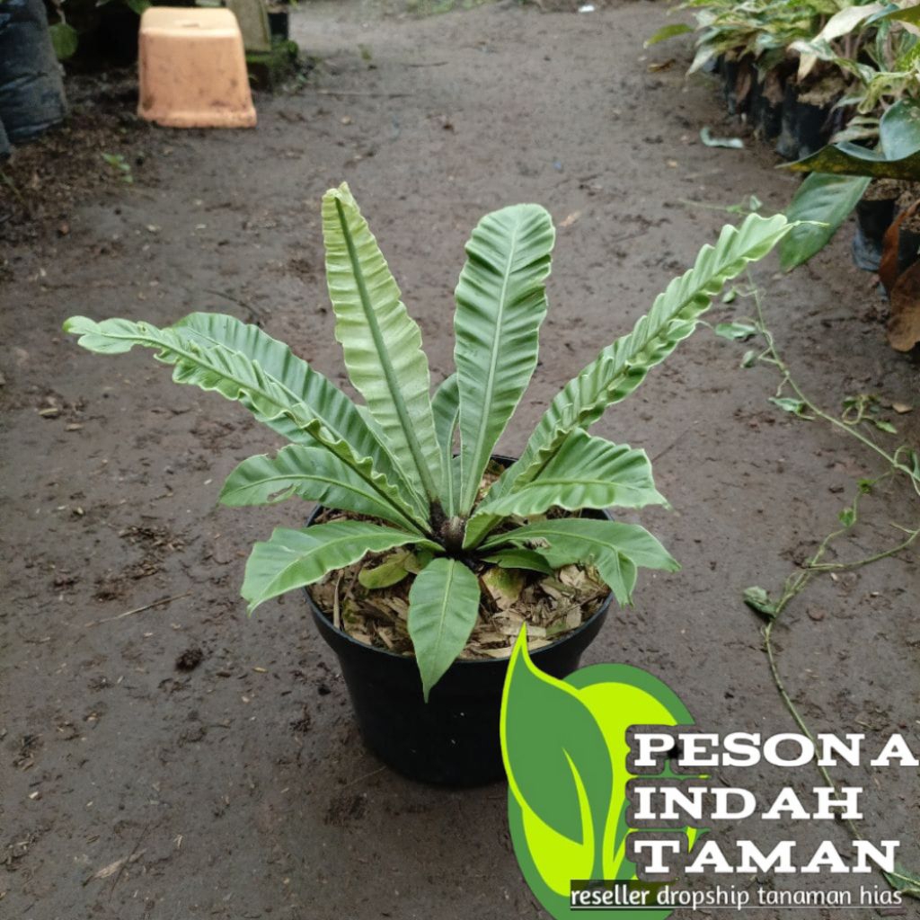Jual Tanaman Hias Kadaka Irian Silver - kadaka Silver | Shopee Indonesia