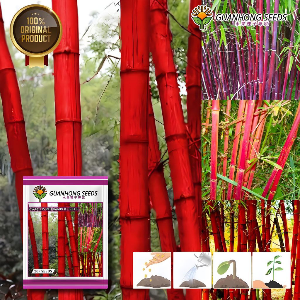 Jual GUANHONG (20 Butir) Benih Pohon Bambu Merah Red Psytallis Original ...