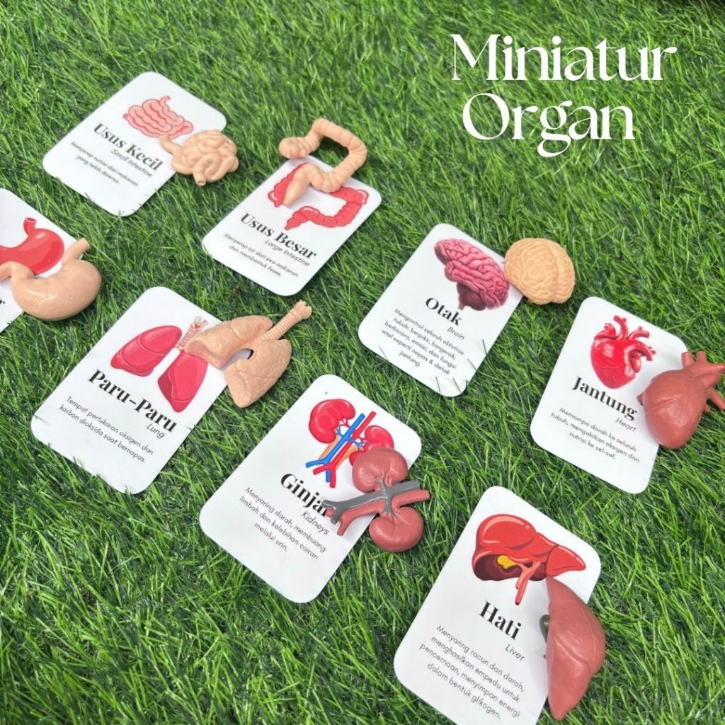 Jual Mainan Edukasi Organ Tubuh Manusia Anak + 8 Flashcard | Media ...