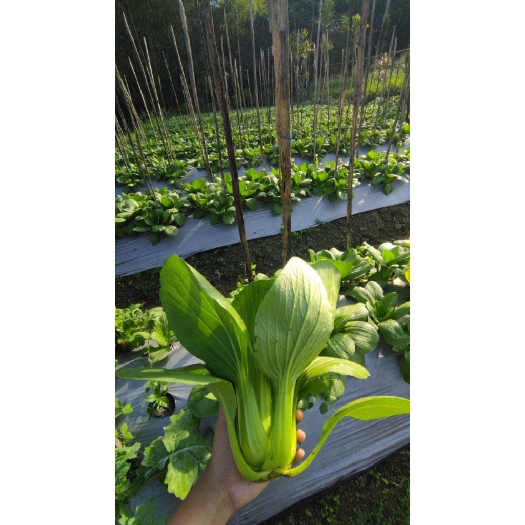 Jual SOLUSI AJAIB !! Trichoderma Cornu Damae, Trichoderma Conidia ...