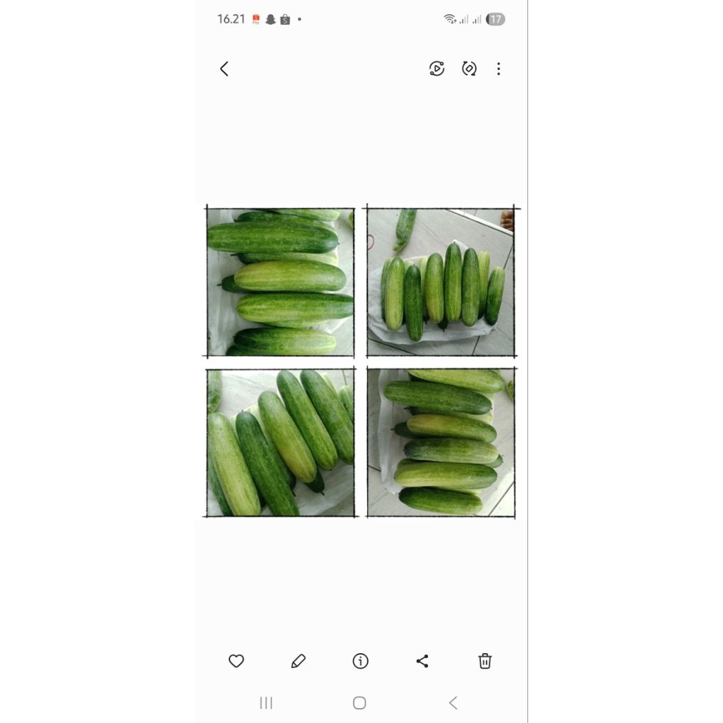 Jual Timun 1 Kg Terlengkap & Harga Terbaru April 2026 | Shopee Indonesia