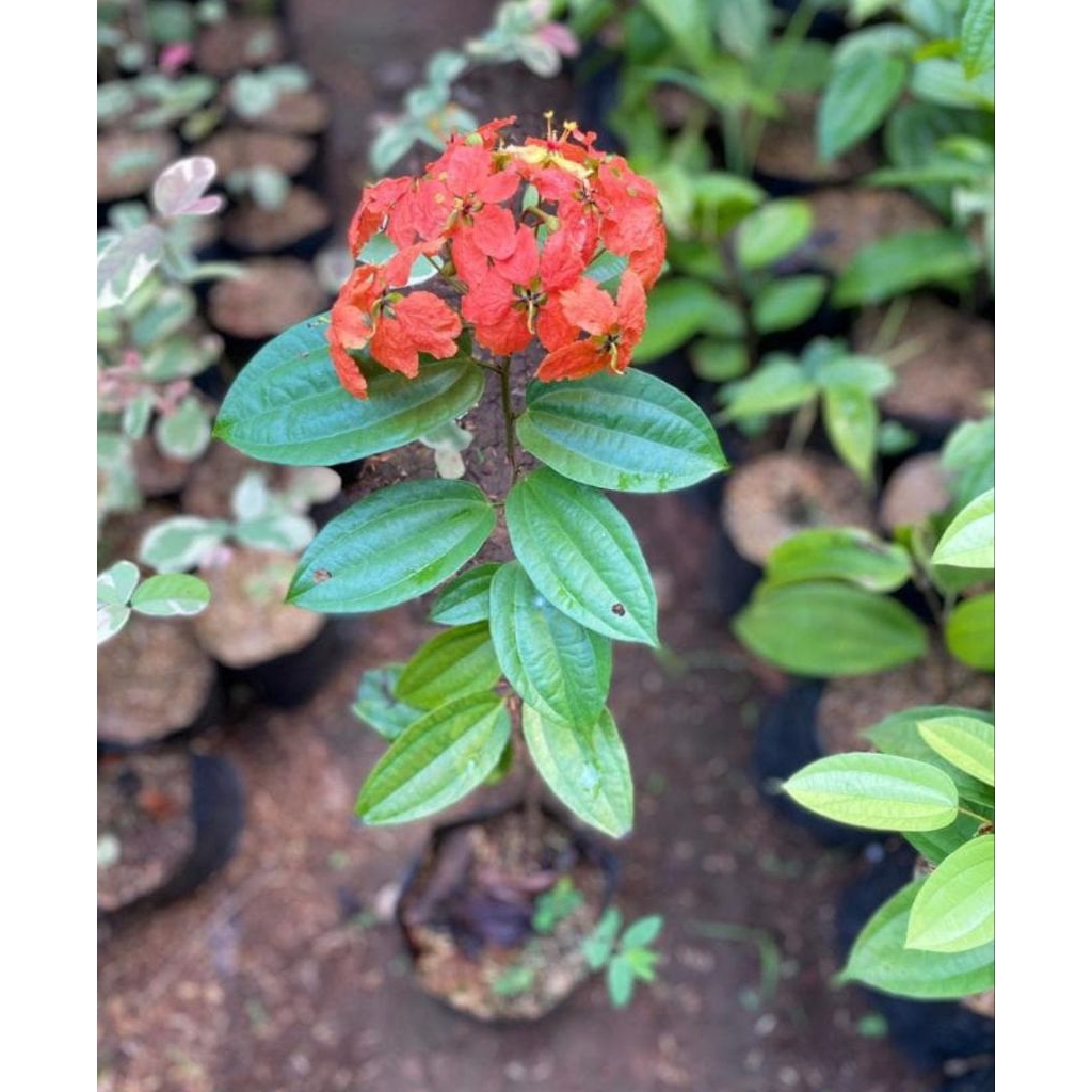 Jual {BISA COD} tanaman rambat bunga bauhinia coccinea bunga orange ...