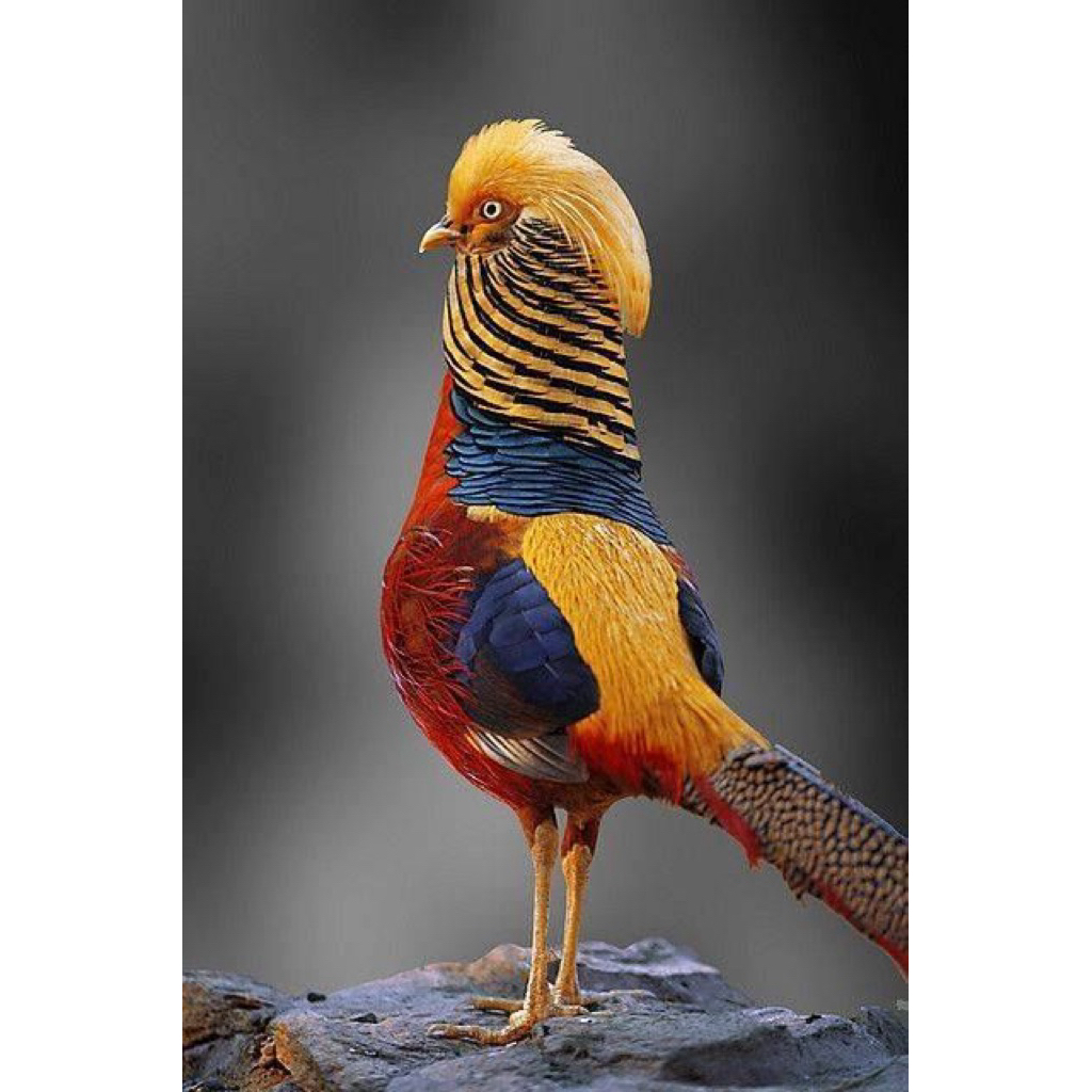 Jual Ayam Golden Pheasant Terlengkap & Harga Terbaru Mei 2026 | Shopee ...
