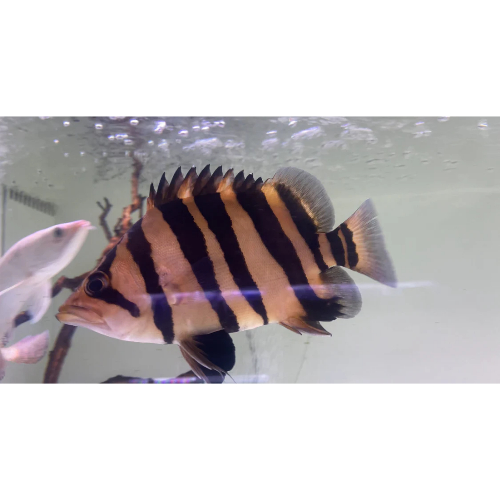 Jual Ikan Hias Datz Sumatera Datnoid size 4-6cm | Shopee Indonesia