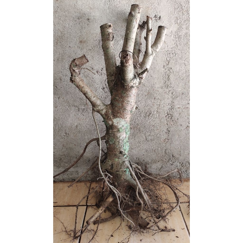 Jual bahan bonsai taman ficus beringin Bunut preh jumbo realpic sesuai ...
