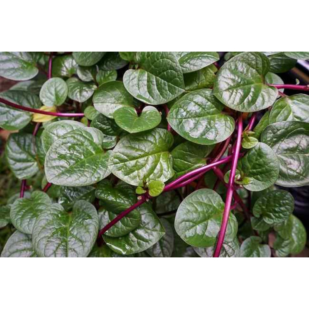 Jual Daun binahong per 100 lembar, Herbal | Shopee Indonesia