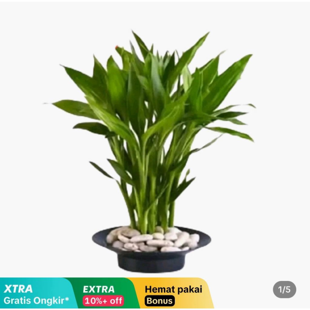 Jual Tanaman Hias Murah Bambu Hoki Sri Rejeki Tanaman Penyerap Udara ...