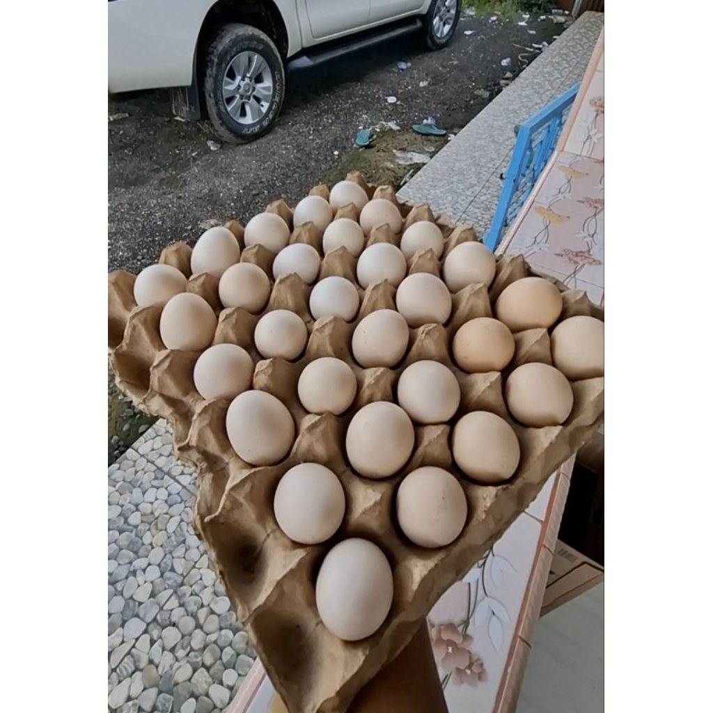 Jual Telur ayam kampung fresh peternakan palembang | Shopee Indonesia
