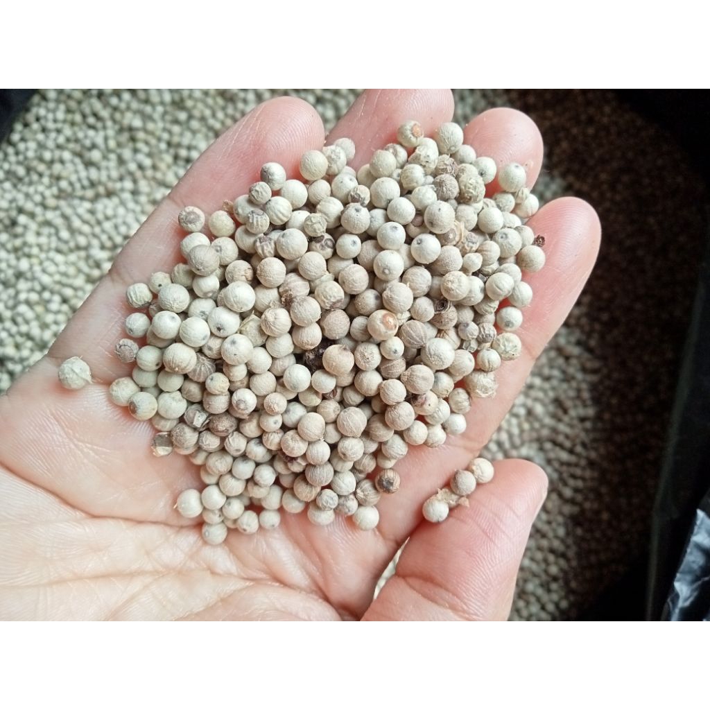 Jual Lada putih Butiran – Merica putih Asli Petani Indonesia | Shopee ...