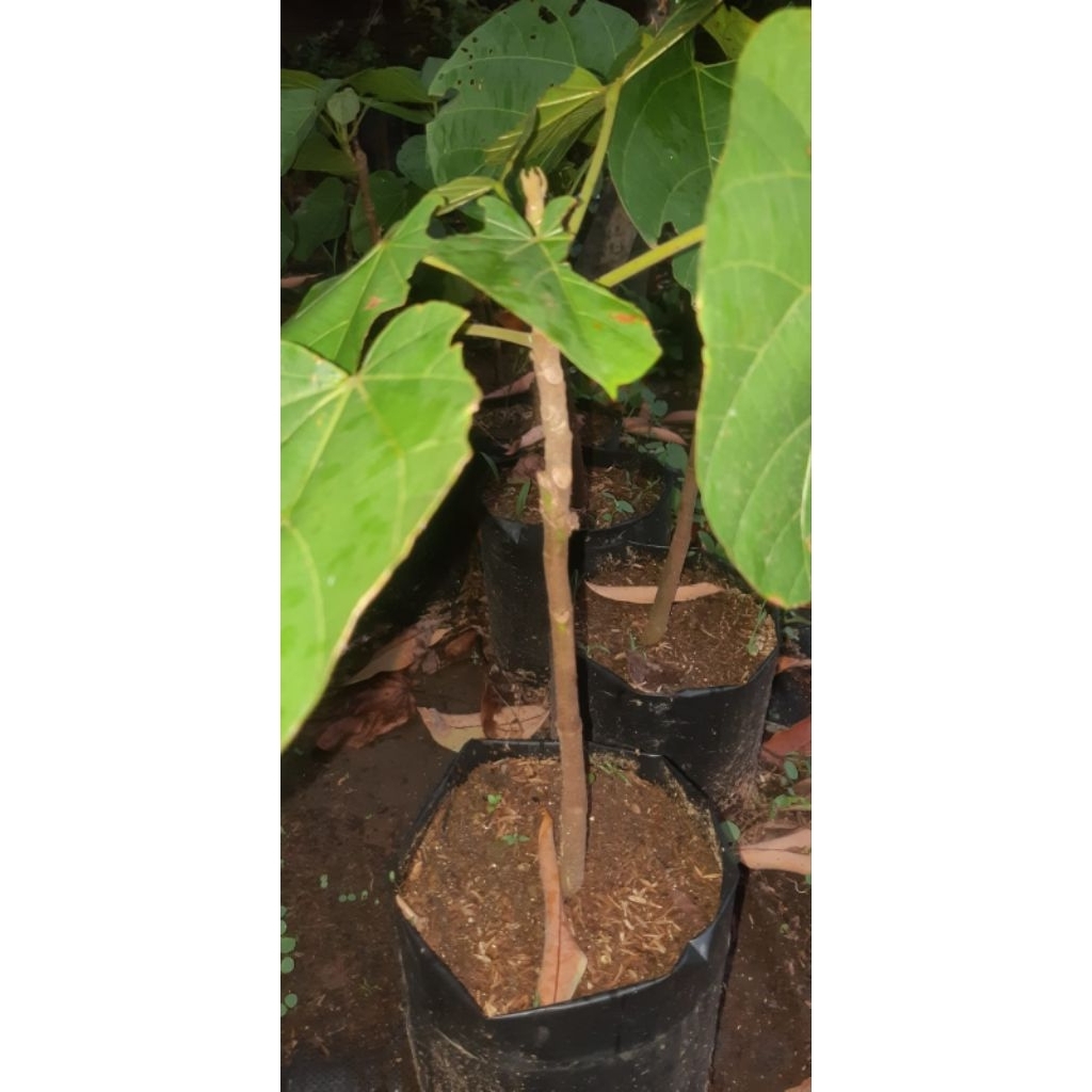 Jual bibit buah cupa cupa / peru sapote | Shopee Indonesia
