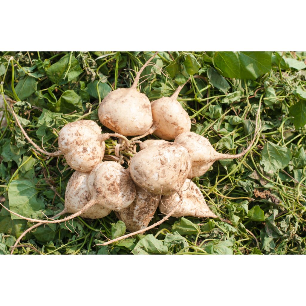 Jual BENGKOANG 1KG | Shopee Indonesia