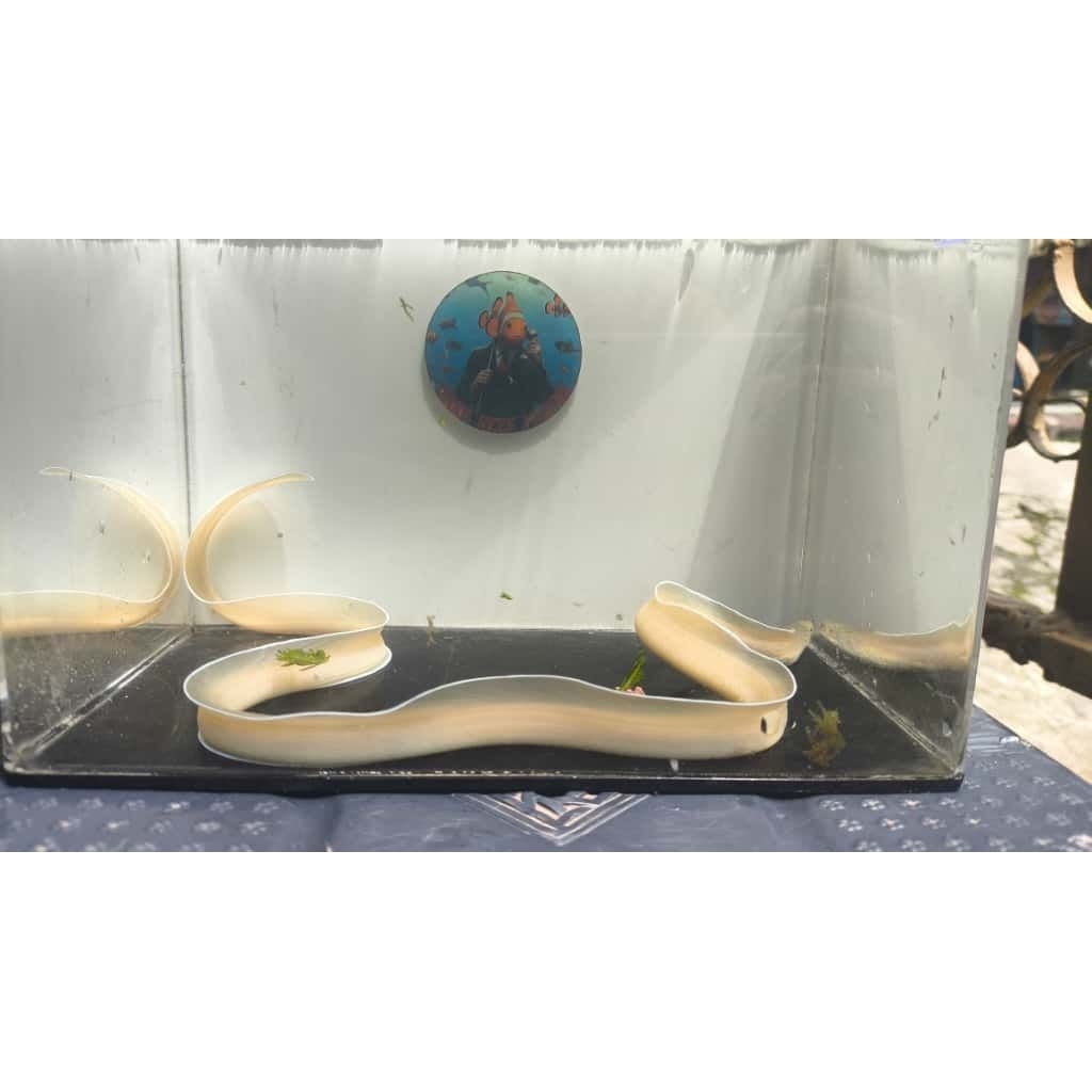 Jual Belut Putih / Golden Dwarf Moray Eel | Shopee Indonesia