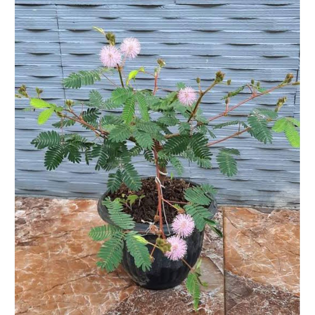 Jual Promo bonsai putri malu hidup sudah menggunakan pot | Shopee Indonesia
