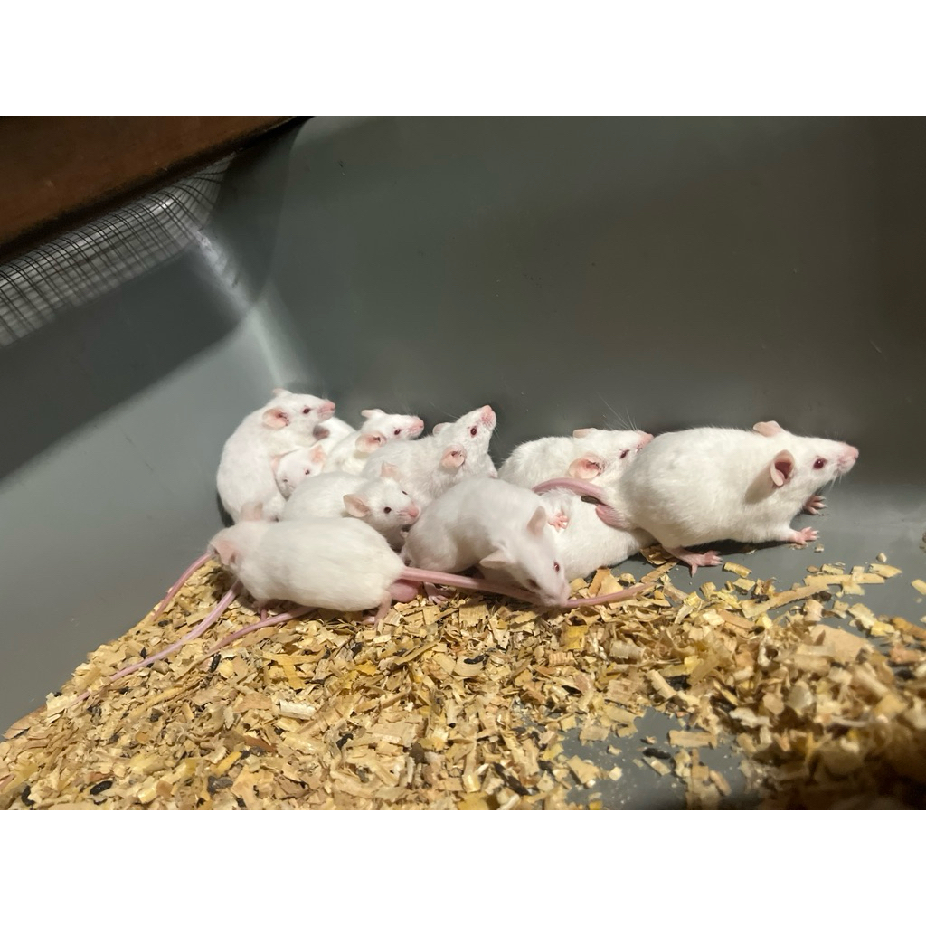 Jual MENCIT JANTAN DEWASA UNTUK LAB bb 25-30gram | Shopee Indonesia