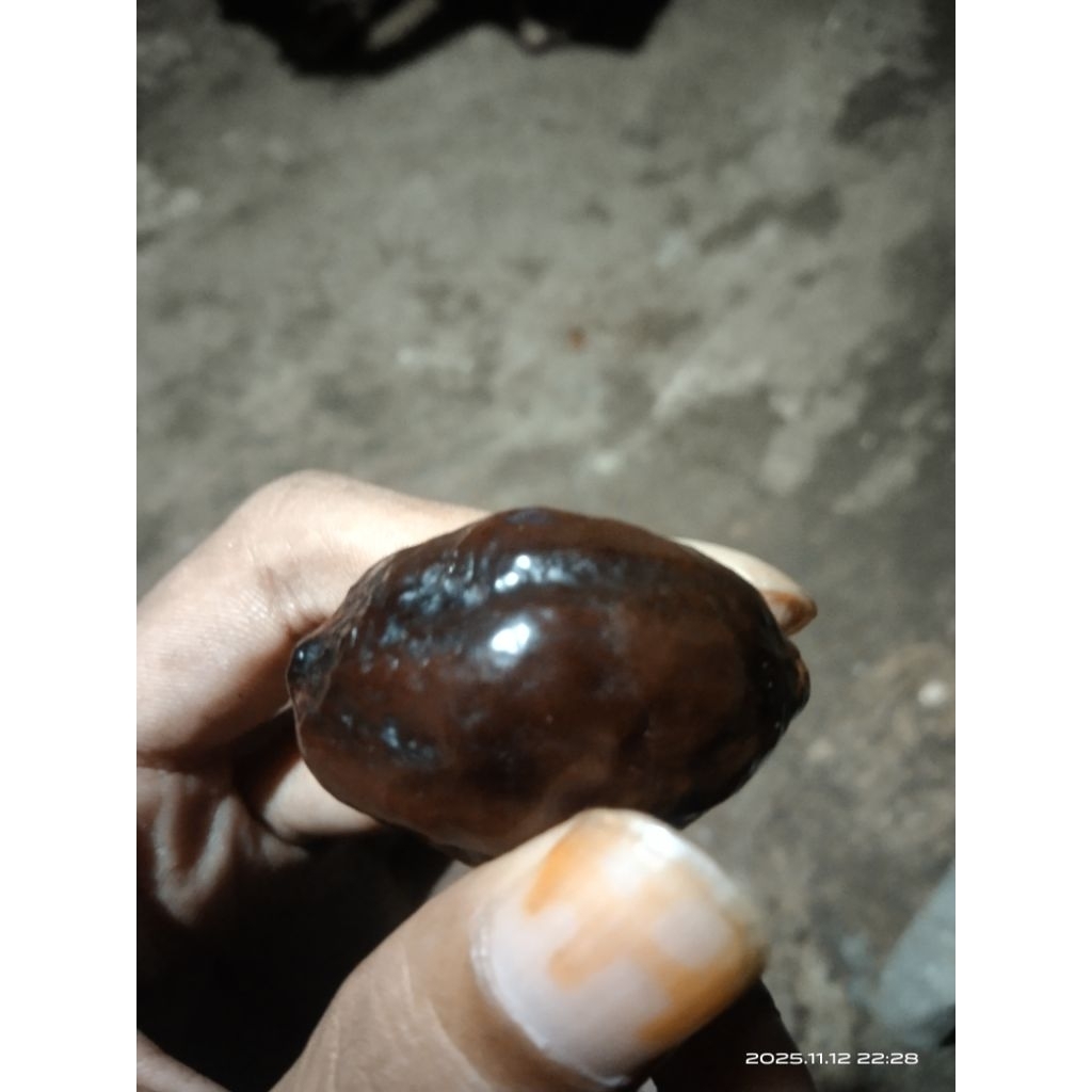 Jual Muncang adu JENIS JAWA ORI BIG SIZE | Shopee Indonesia