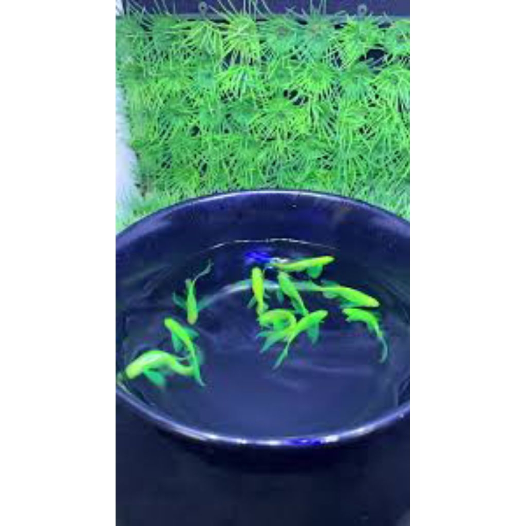 Jual IKAN HIAS AQUASCAPE DANIO HIJAU SLAYER | Shopee Indonesia