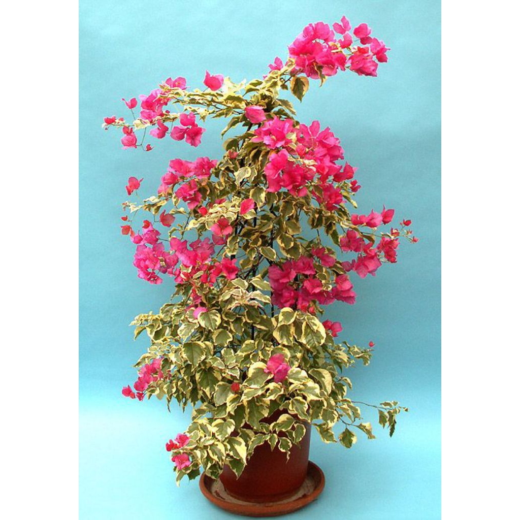 Jual Tanaman bougenville varigata bunga pink fanta | Shopee Indonesia